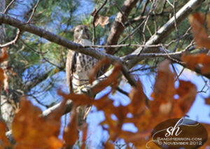 The Hawk - Sandi Herron - Life at Spring Meadows
