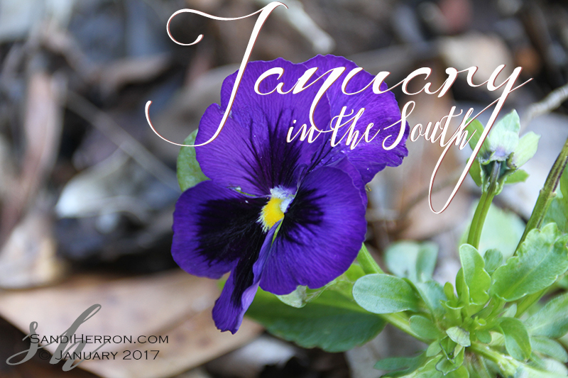 Southern Gardens - January in the South | Life at Spring Meadows