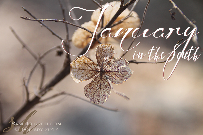Southern Gardens - January in the South | Life at Spring Meadows