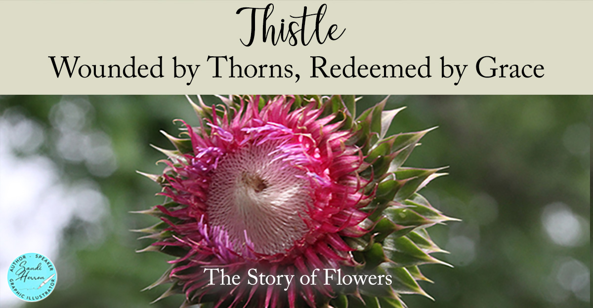 Wounded by Thorns, Redeemed by Grace - Sandi Herron - Life at Spring ...